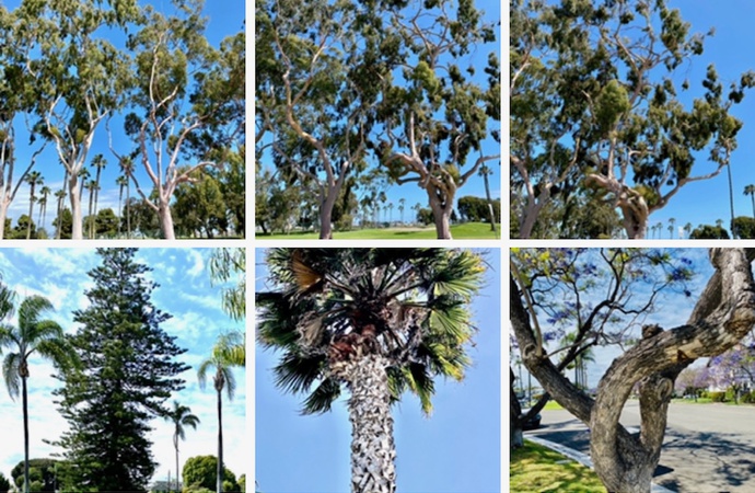 Coronado Trees & Related History - 07/10/2020 | Coronado Historical ...